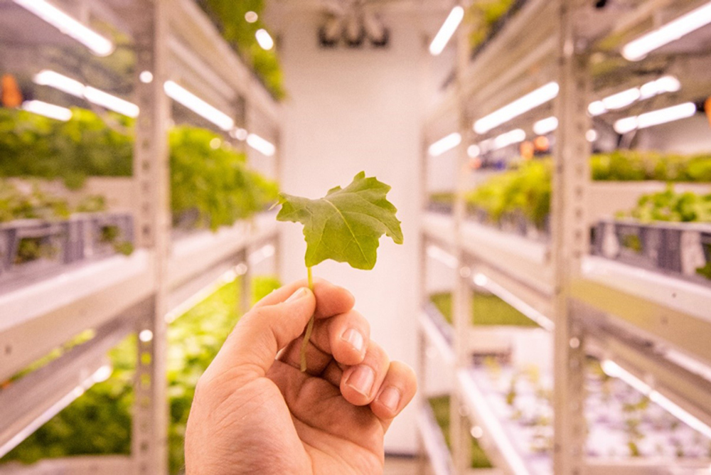 LettUs Grow | GENeco